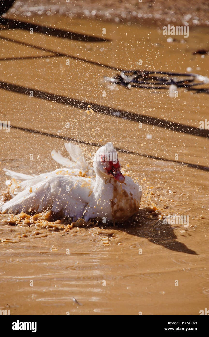 Ducks play in a farmyard puddle Stock Photo - Alamy