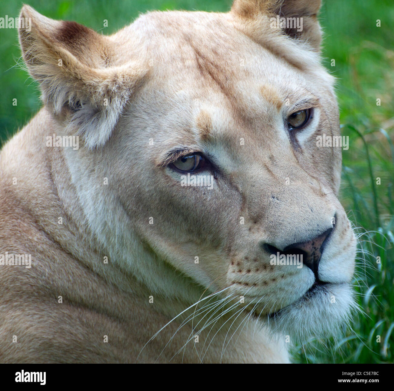 White Lioness Face