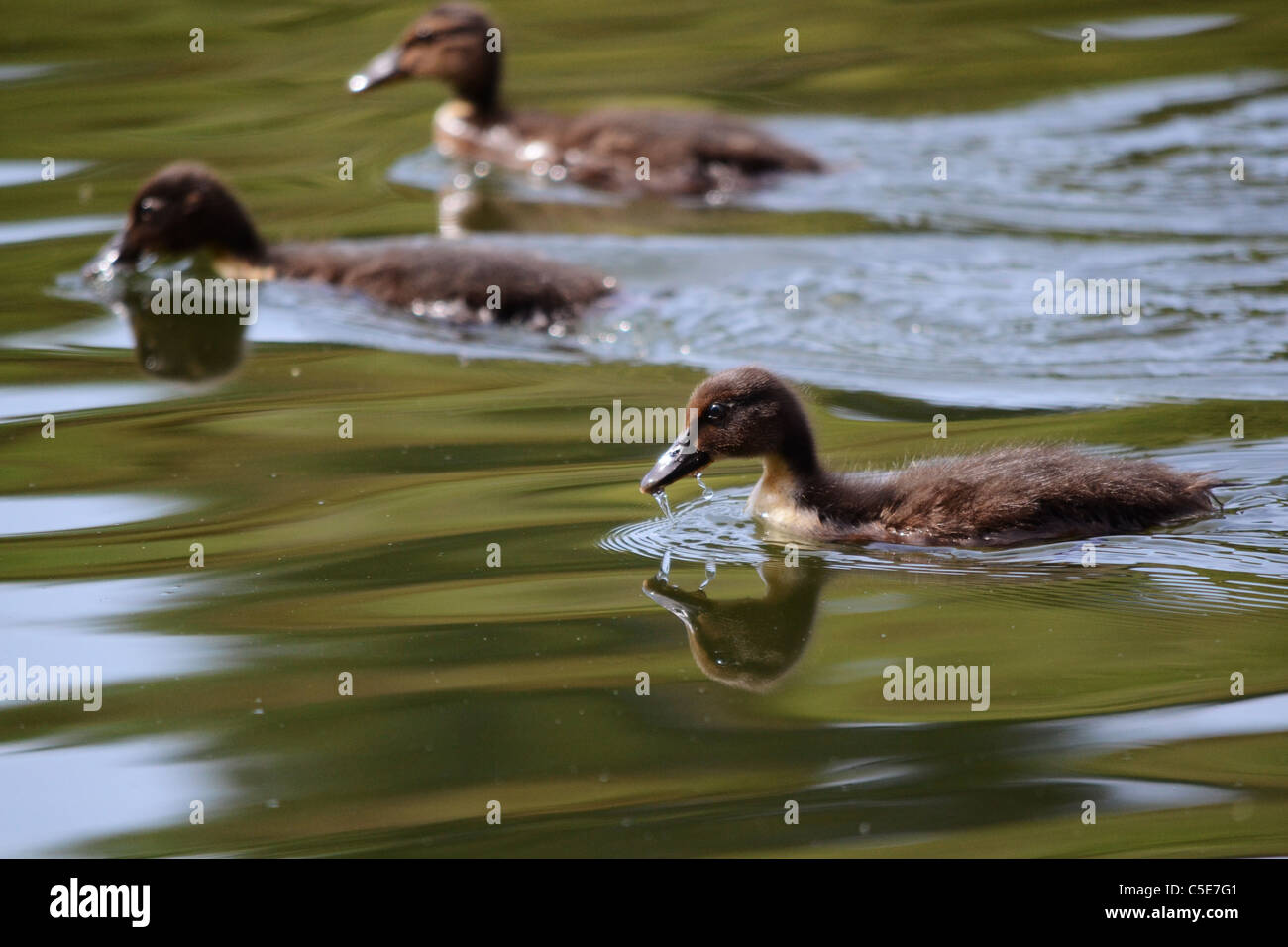 Ducklings swimming in a reservoir Stock Photo - Alamy