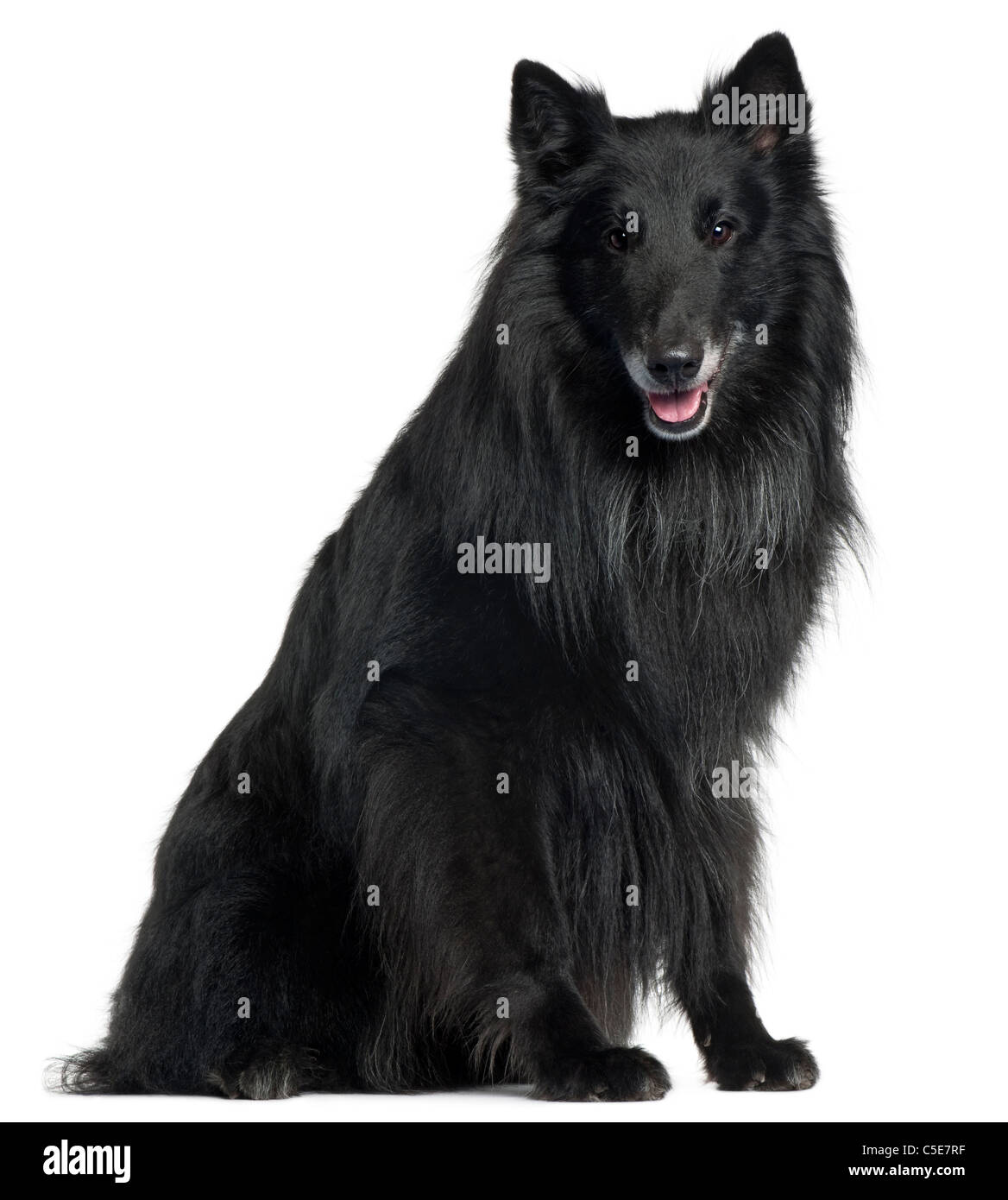 Belgian Shepherd Dog, Groenendael, 6 years old, sitting in front of ...