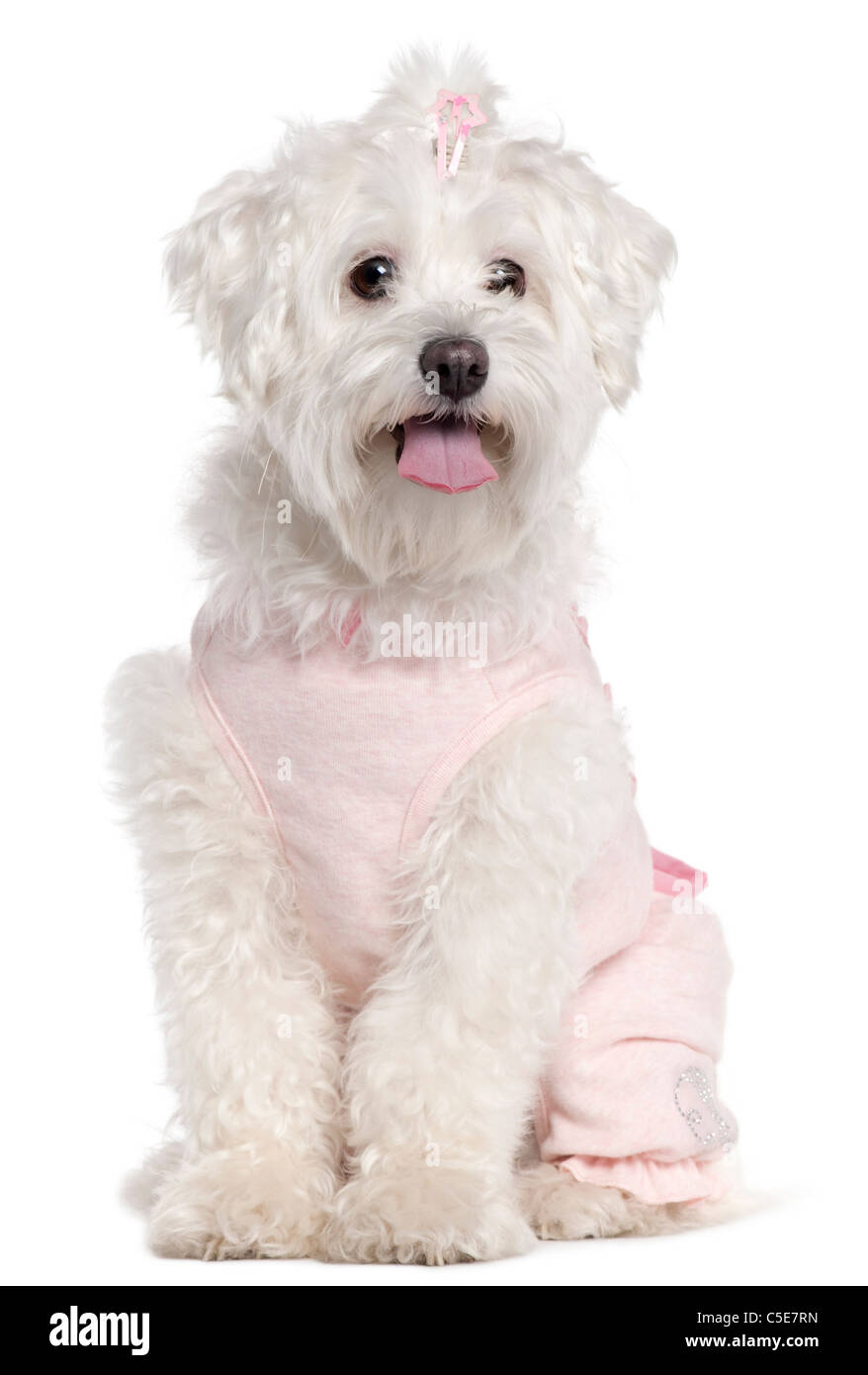 Maltese wearing pink, 3 years old, sitting in front of white background ...
