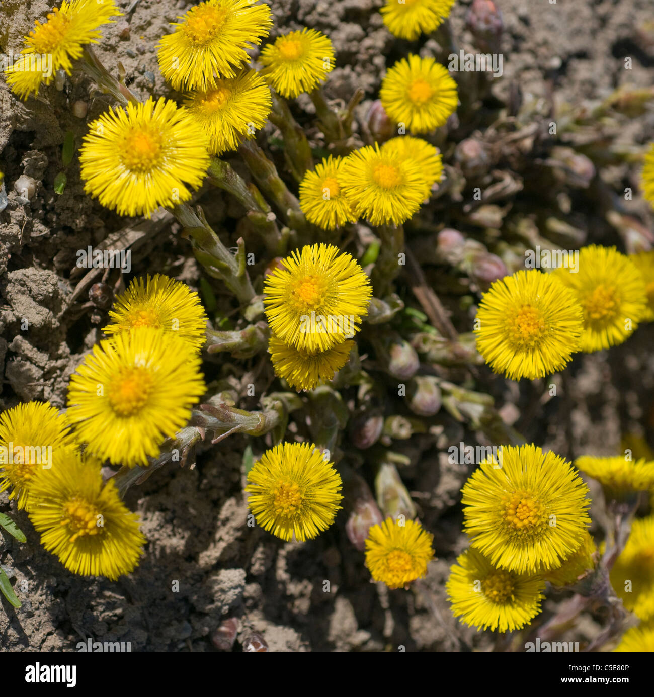 Close up coltsfoot hi-res stock photography and images - Alamy