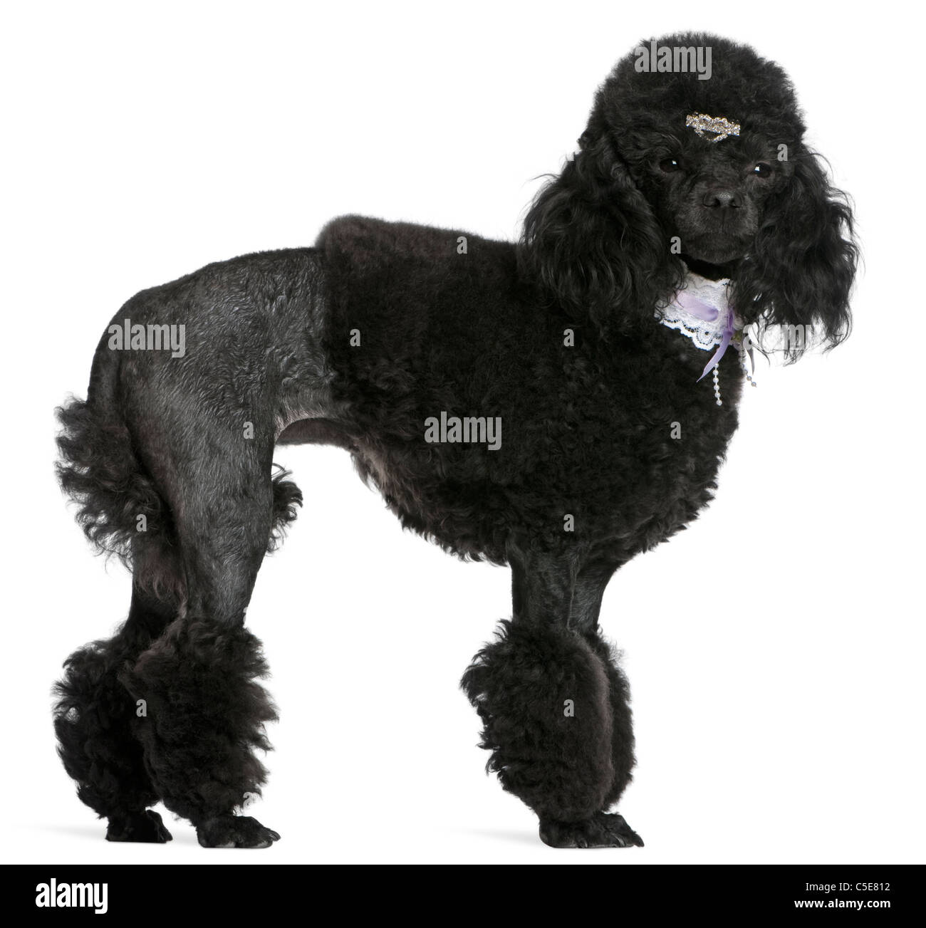 Black groomed Poodle, 2 years old, standing in front of white ...
