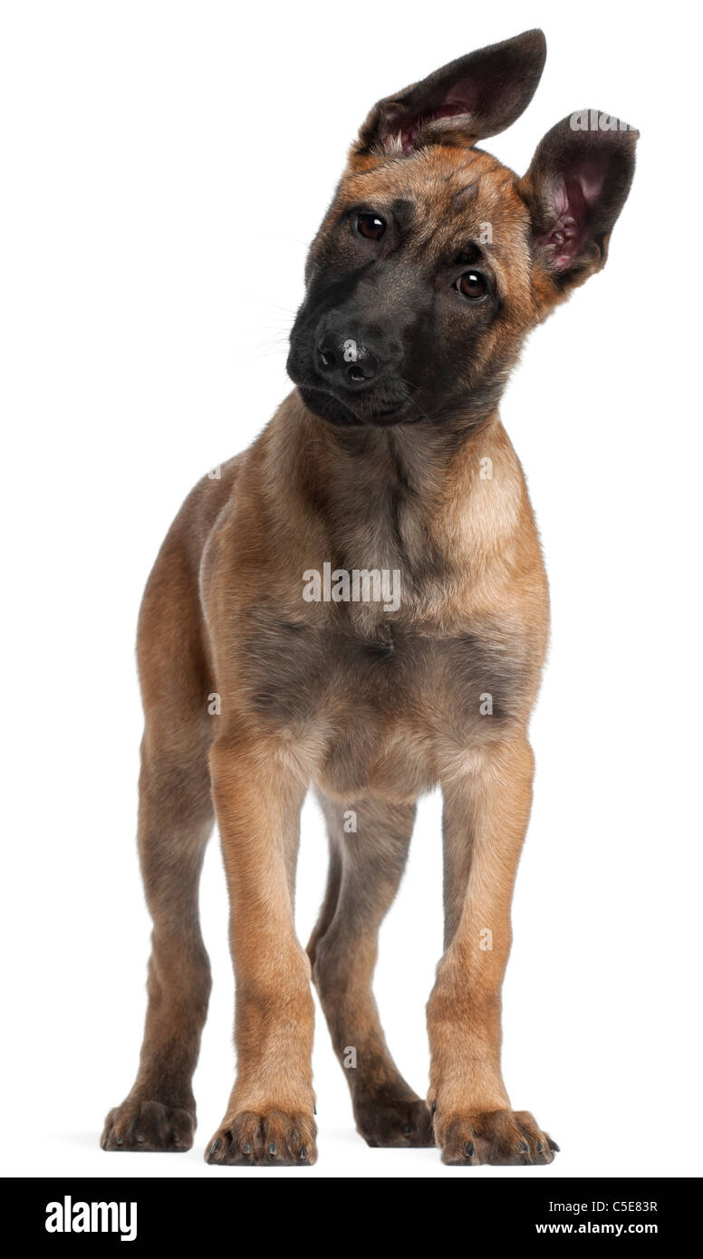 Brown belgian shepherd in Cut Out Stock Images & Pictures - Alamy