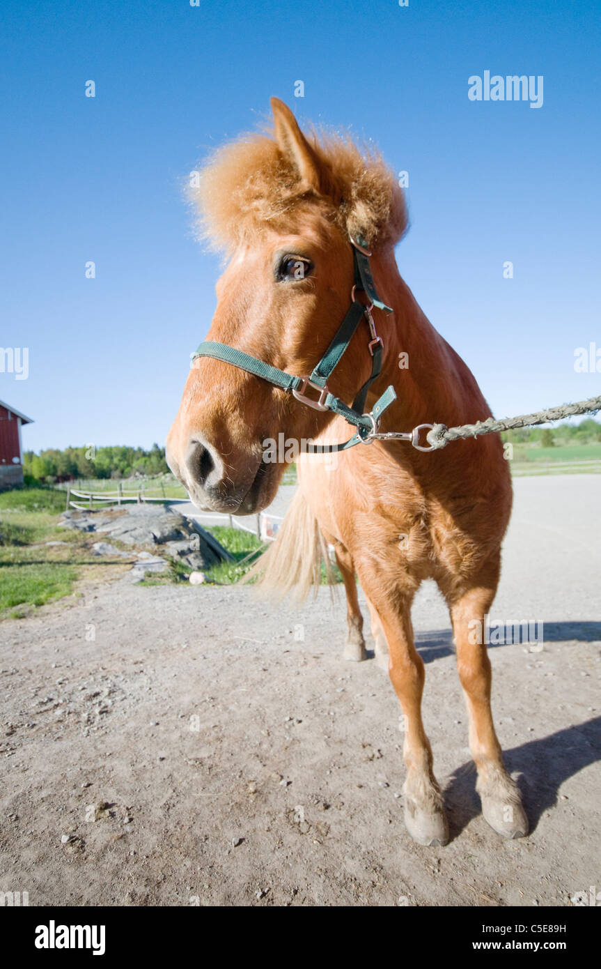 Male Pony High Resolution Stock Photography and Images - Alamy