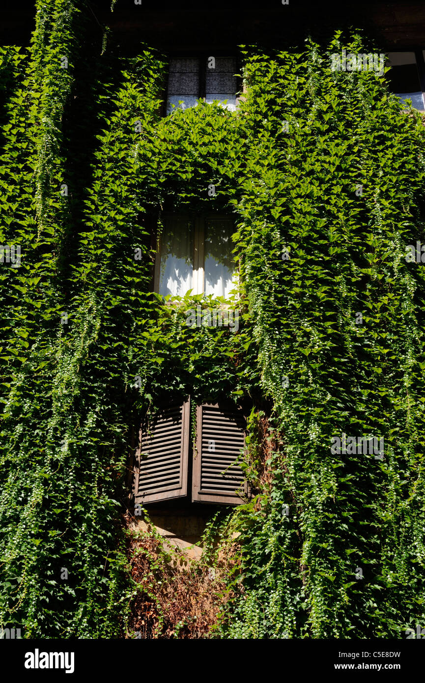 Italy, Rome, house window, ivy Stock Photo - Alamy