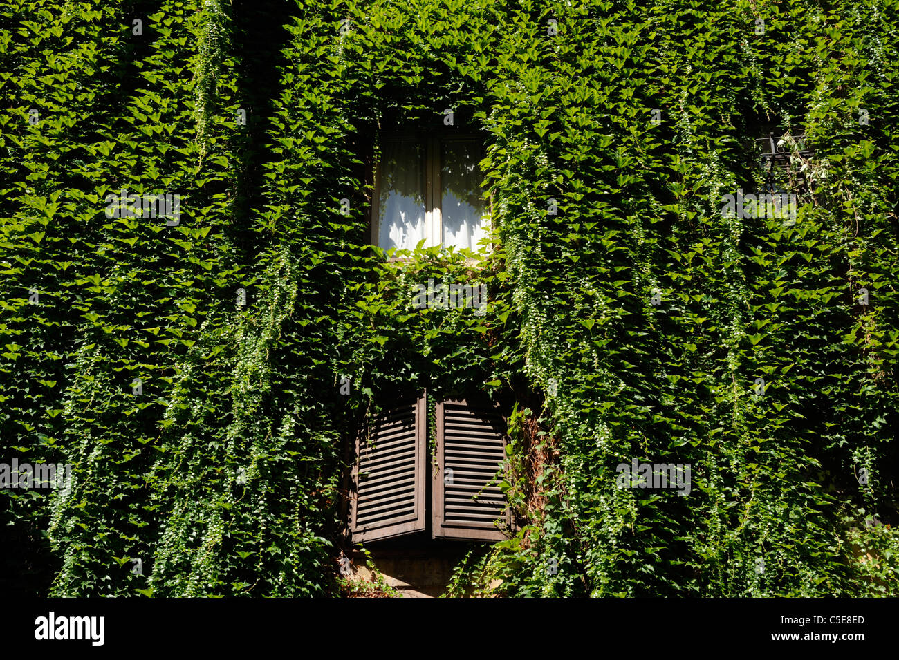 Italy, Rome, house window, ivy Stock Photo - Alamy