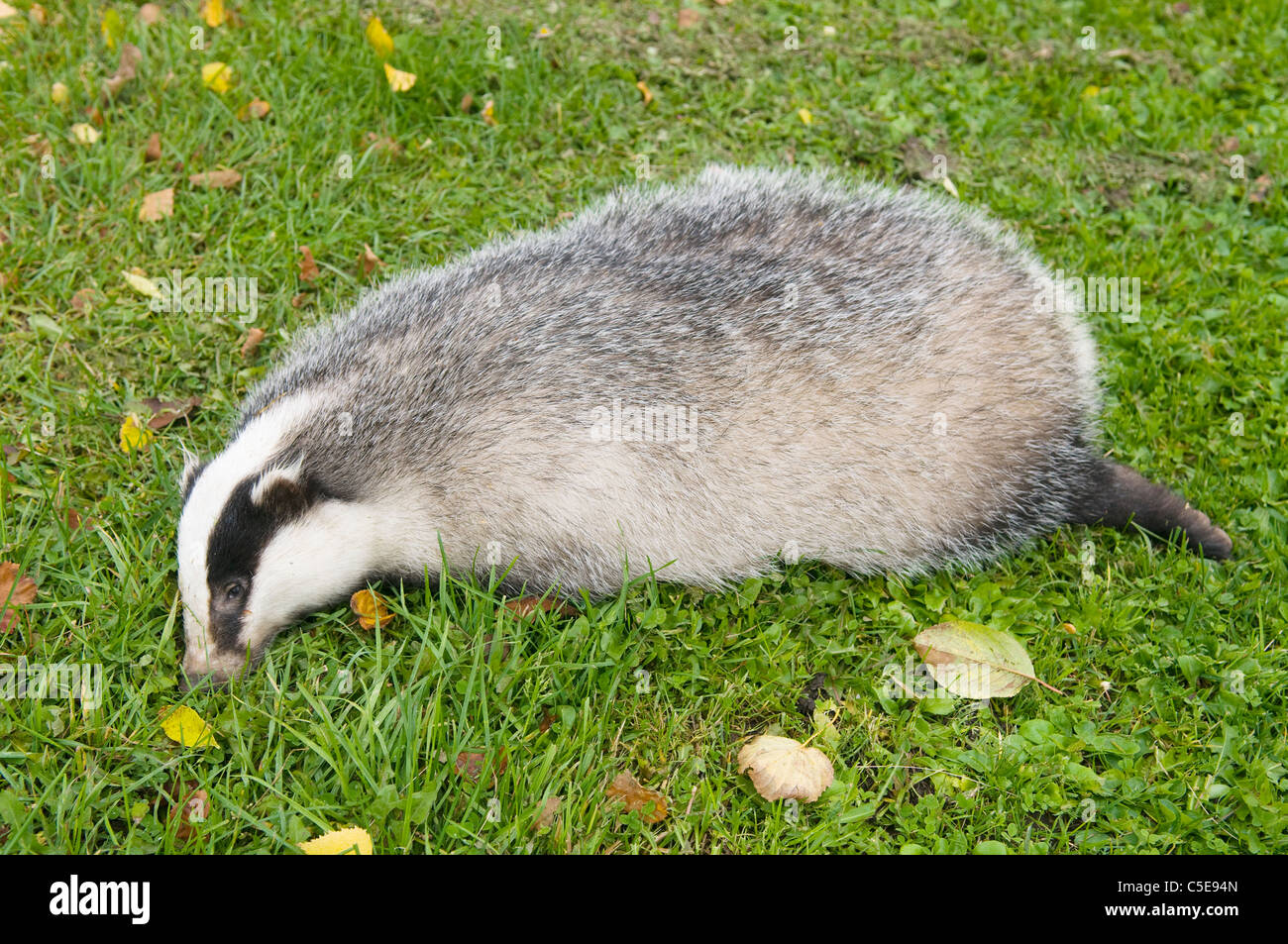 Badger close up hi-res stock photography and images - Alamy