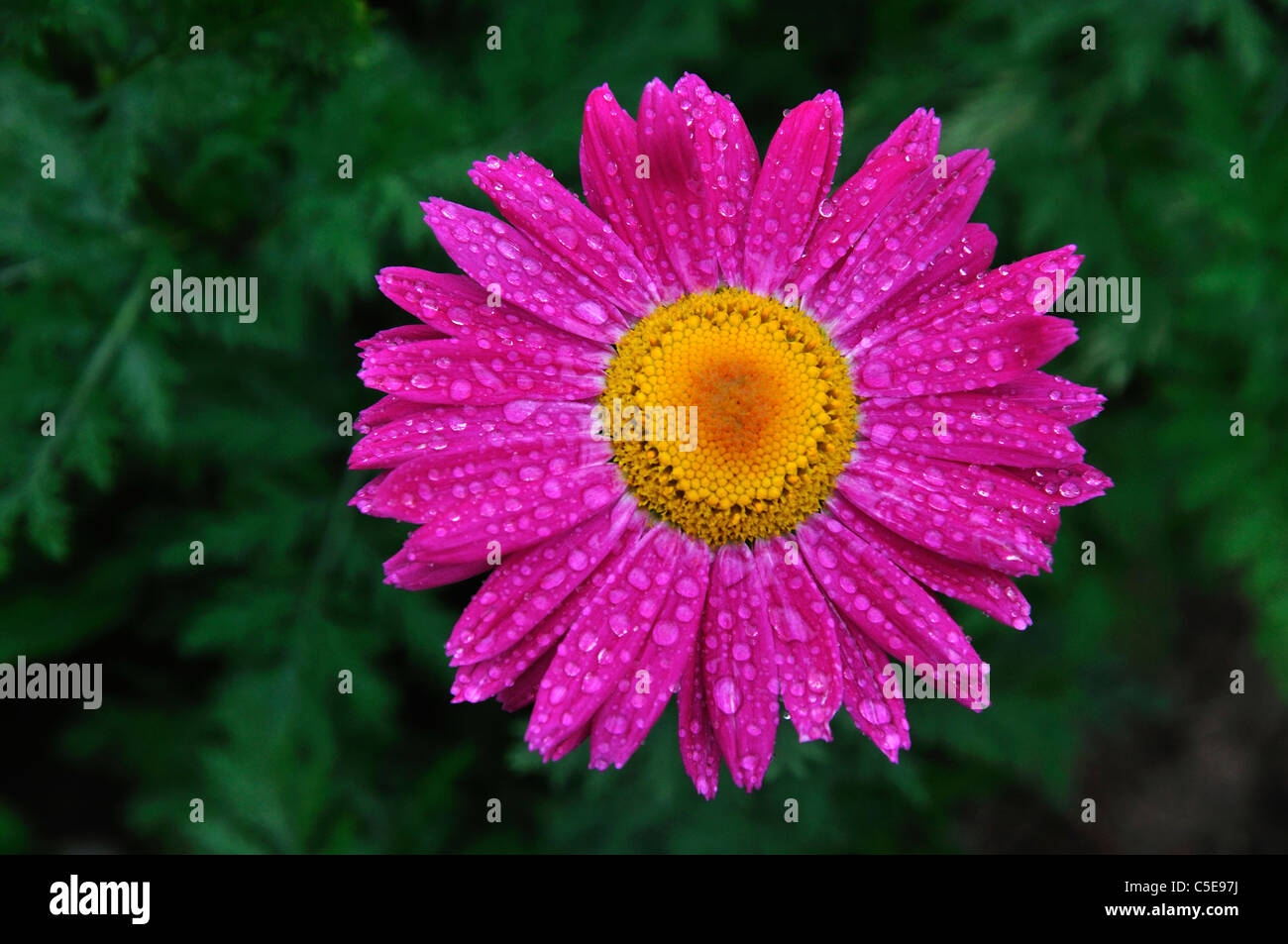 The bright pink flower of a pyrethrum plant in a cottage garden UK ...