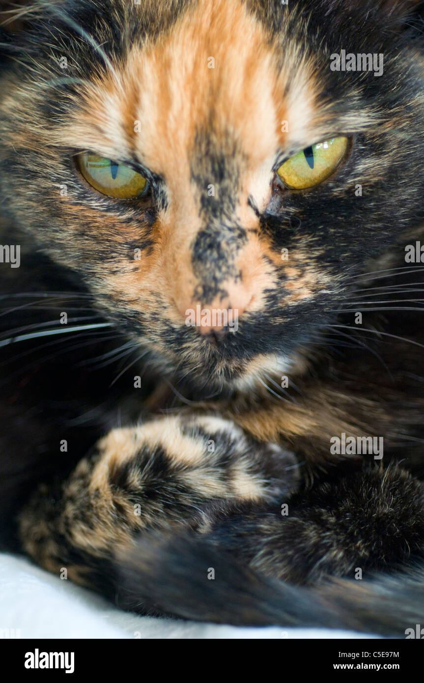 Very angry cat hi-res stock photography and images - Alamy