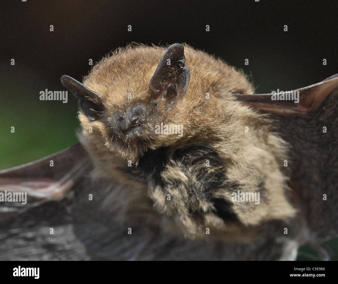 Pipistrelle bat (Pipistrellus pipistrellus Stock Photo - Alamy