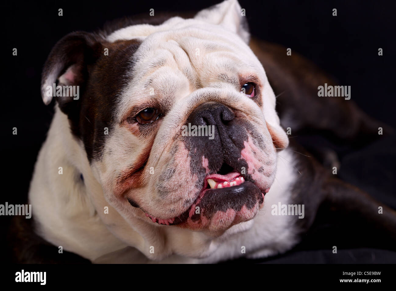 Adorable English Bulldog Laying Down With Mouth Open Stock Photo - Alamy