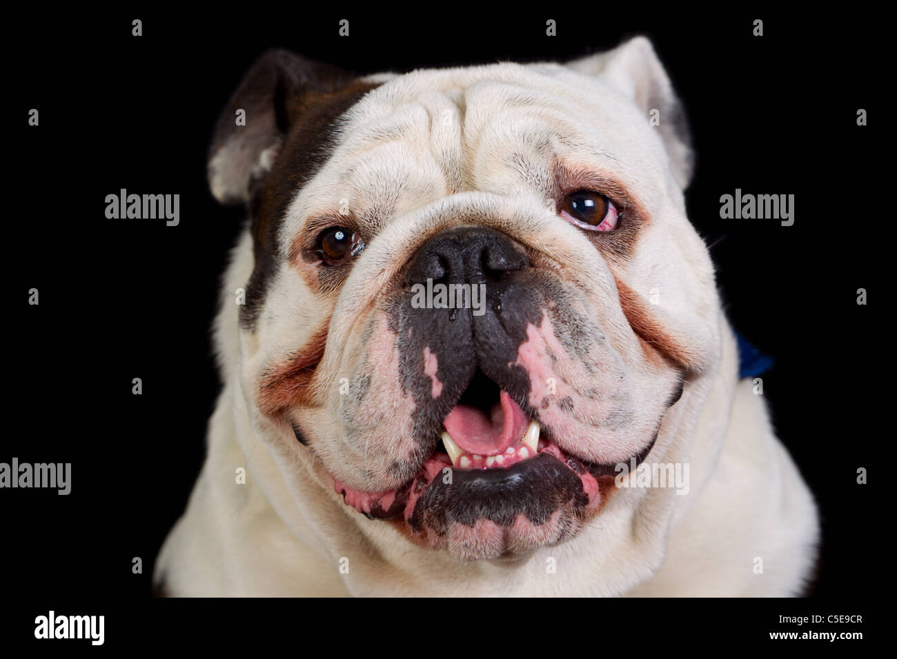 Mug Shot Studio Portrait Of An Adult Pure Breed English Bulldog Stock ...