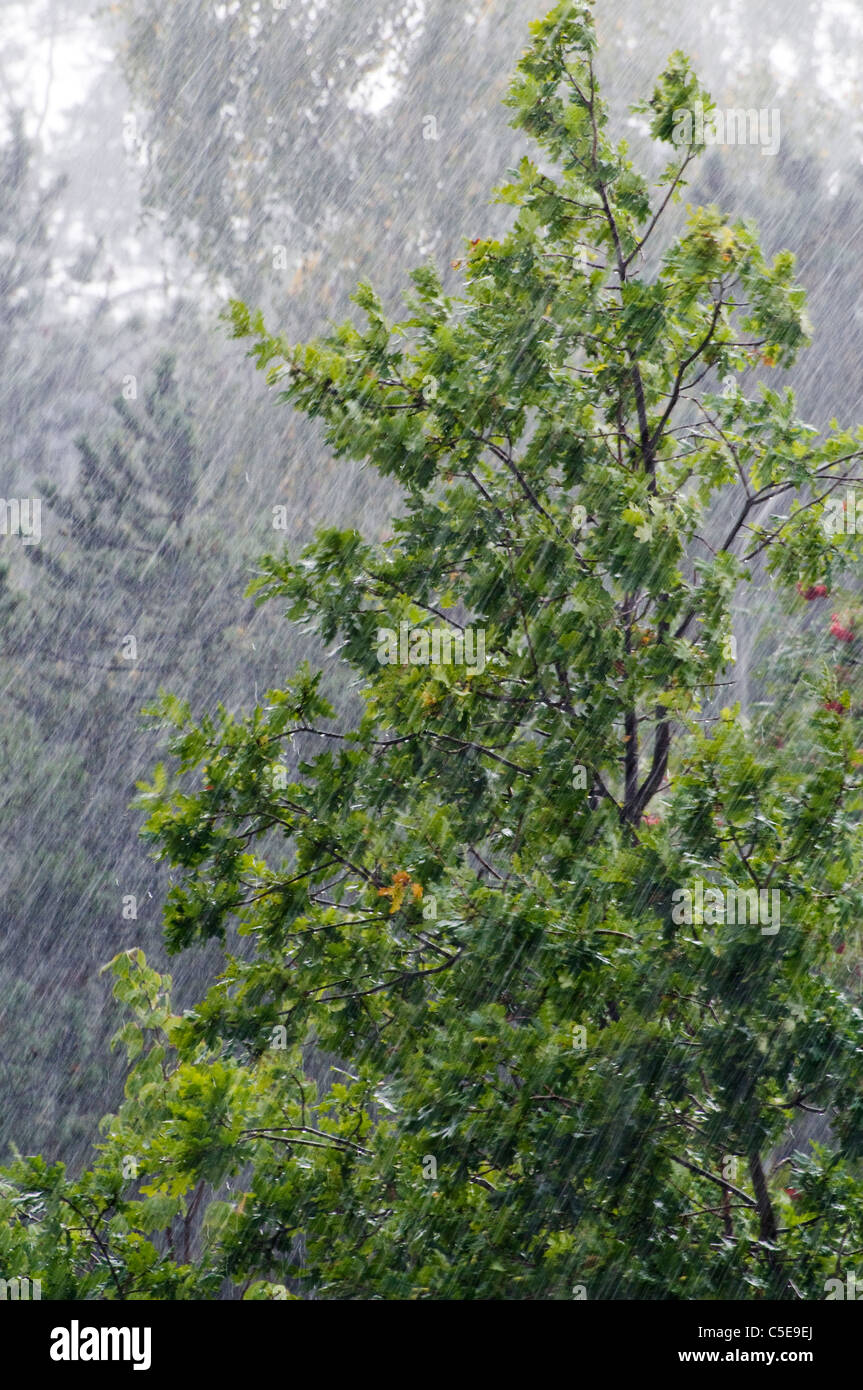 Heavy rain in the rain forest hi-res stock photography and images - Alamy