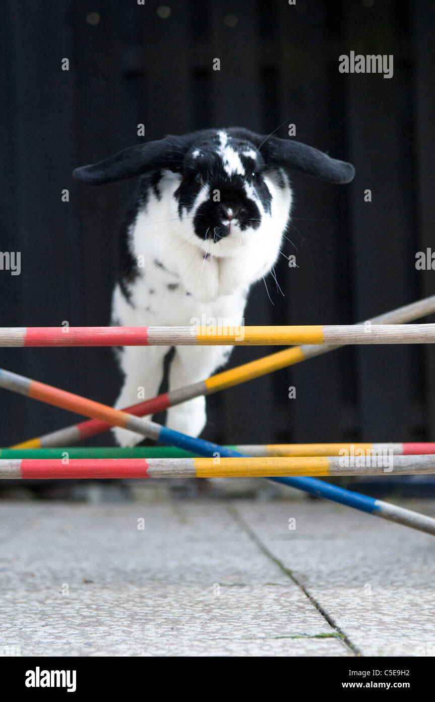 Jumping rabbit hi-res stock photography and images - Alamy