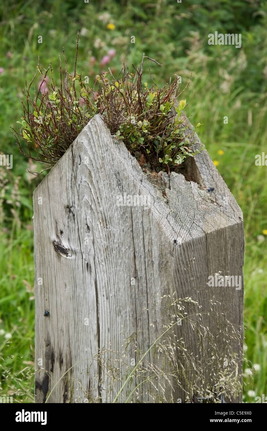 A fence post with heather growing on the rotted top Stock Photo - Alamy