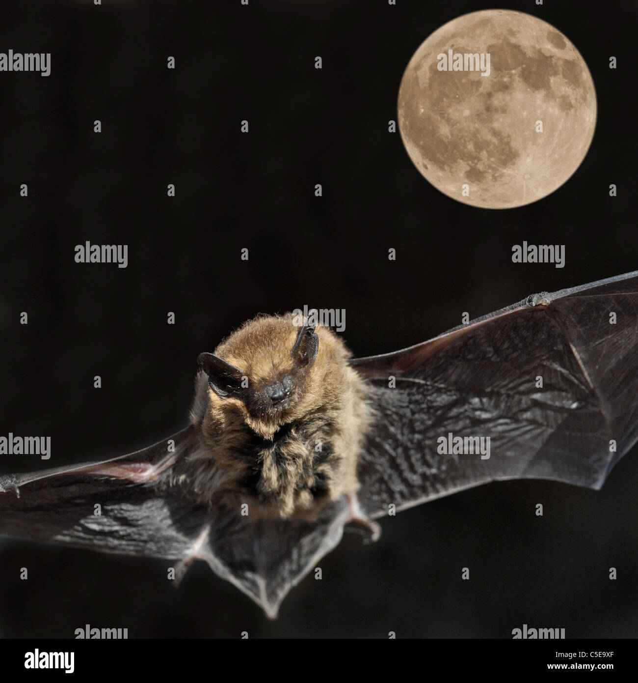 Pipistrelle bat (Pipistrellus pipistrellus Stock Photo - Alamy