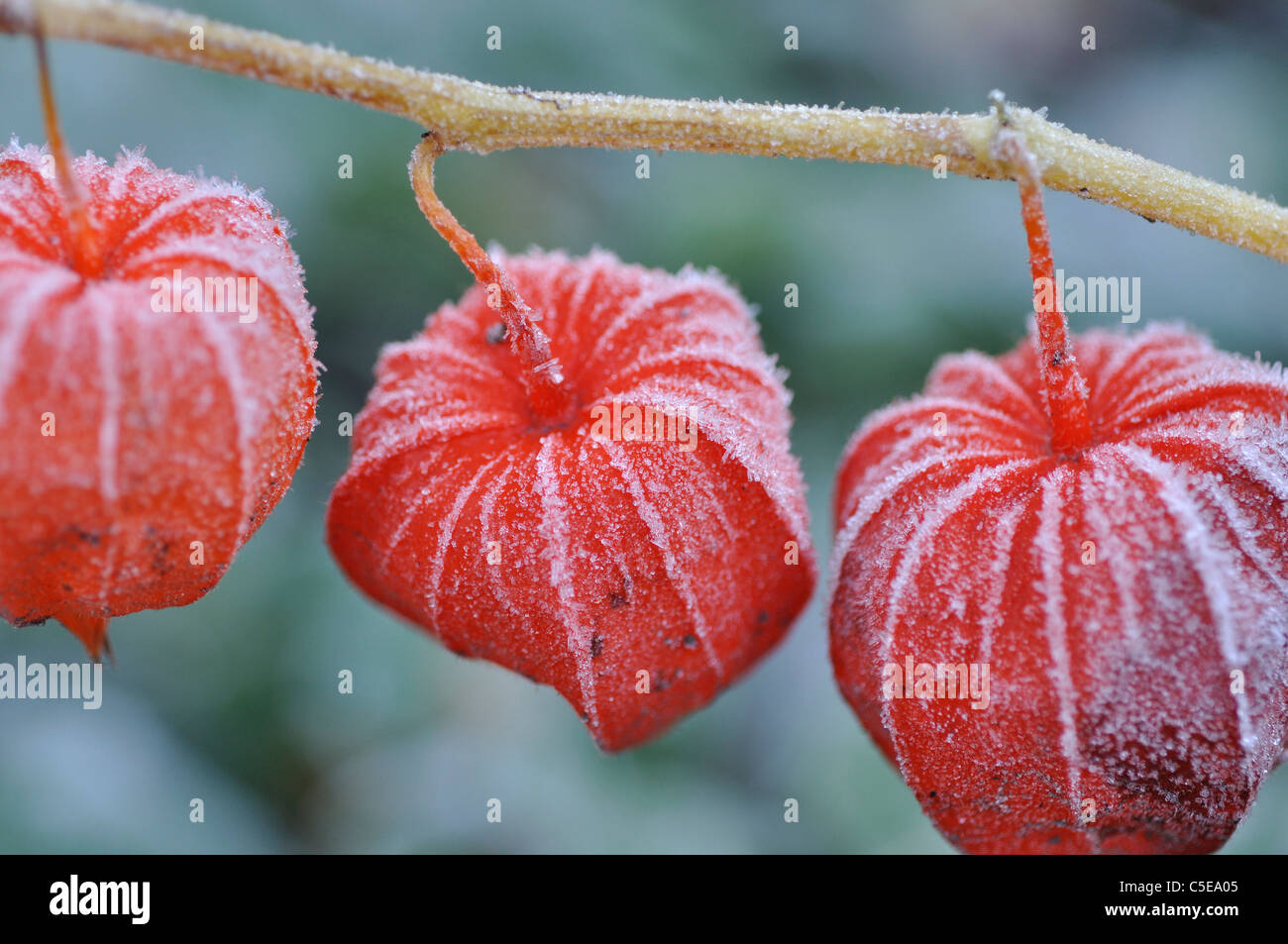 Physalis alkekengi garden hi-res stock photography and images - Alamy