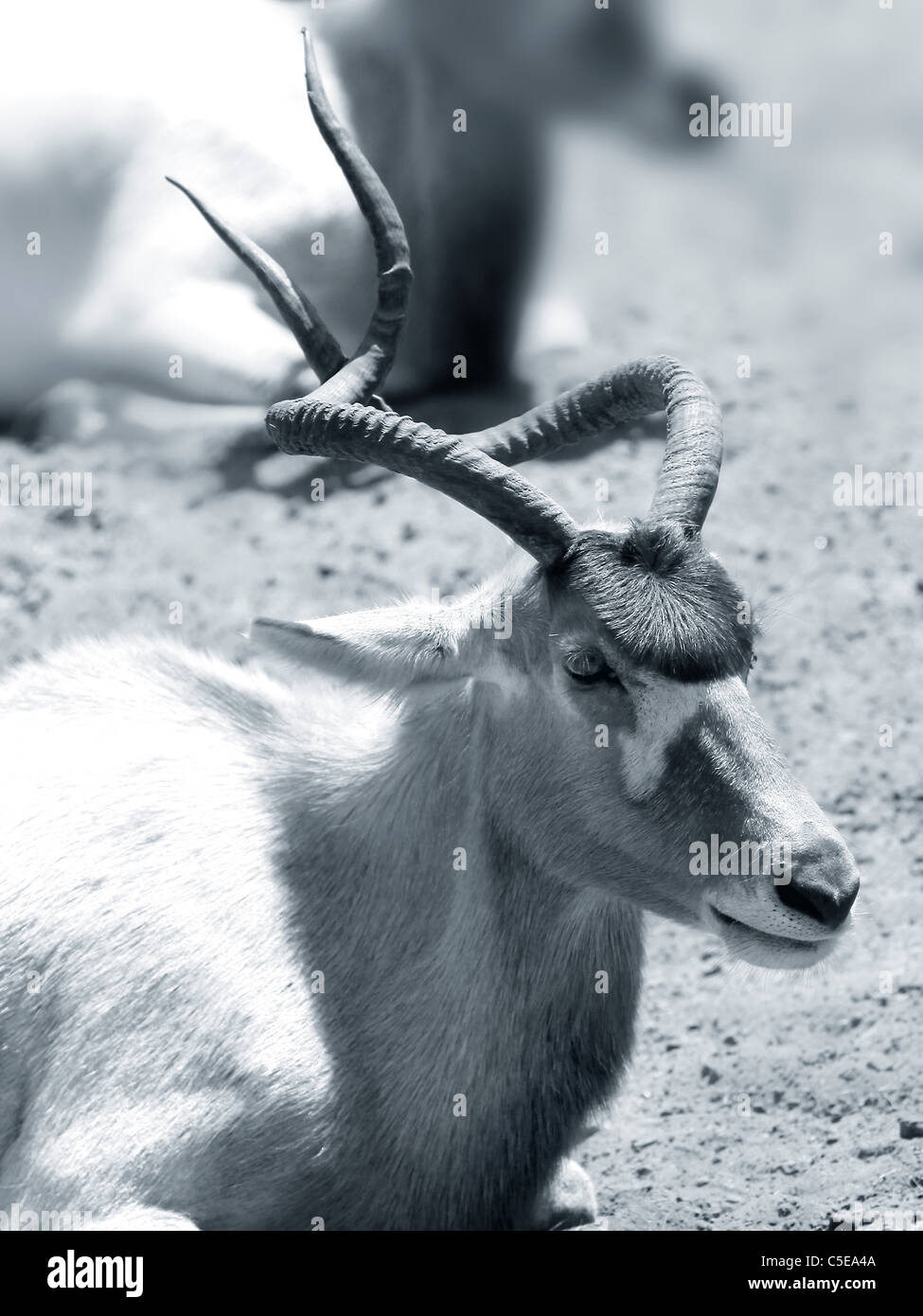 Deer setting down Stock Photo - Alamy