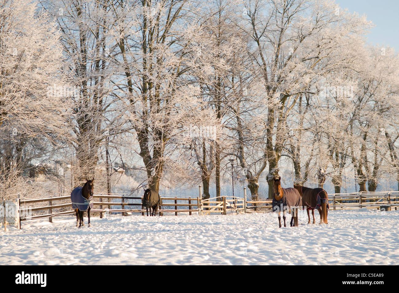 Horses in paddock enclosure hi-res stock photography and images - Alamy