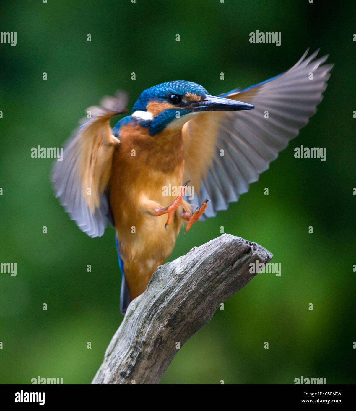 Kingfisher In Flight High Resolution Stock Photography and Images - Alamy