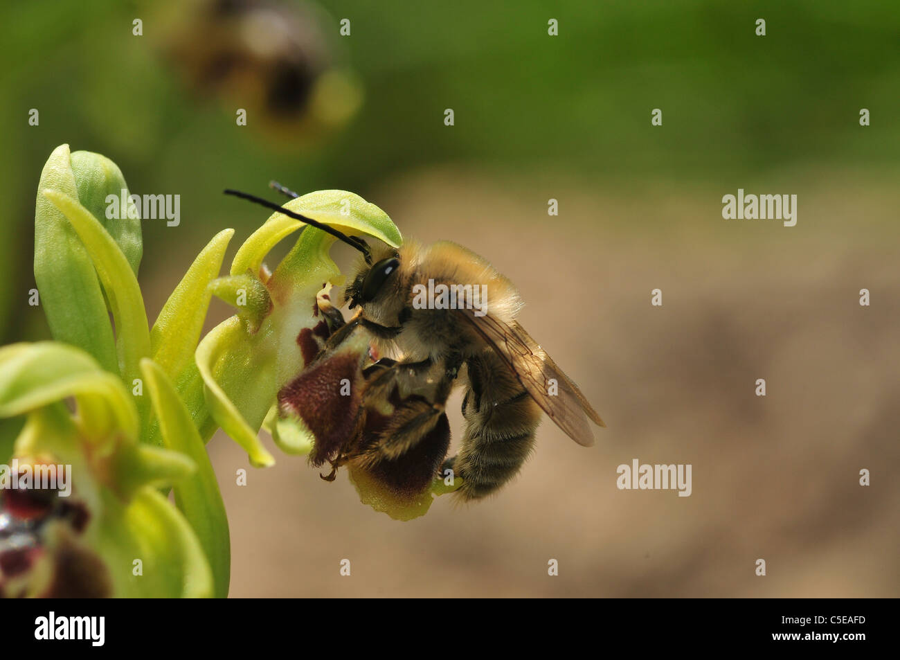 Bee copulating with a wild bee orchid (Ophrys holosericea Drone Bee ...