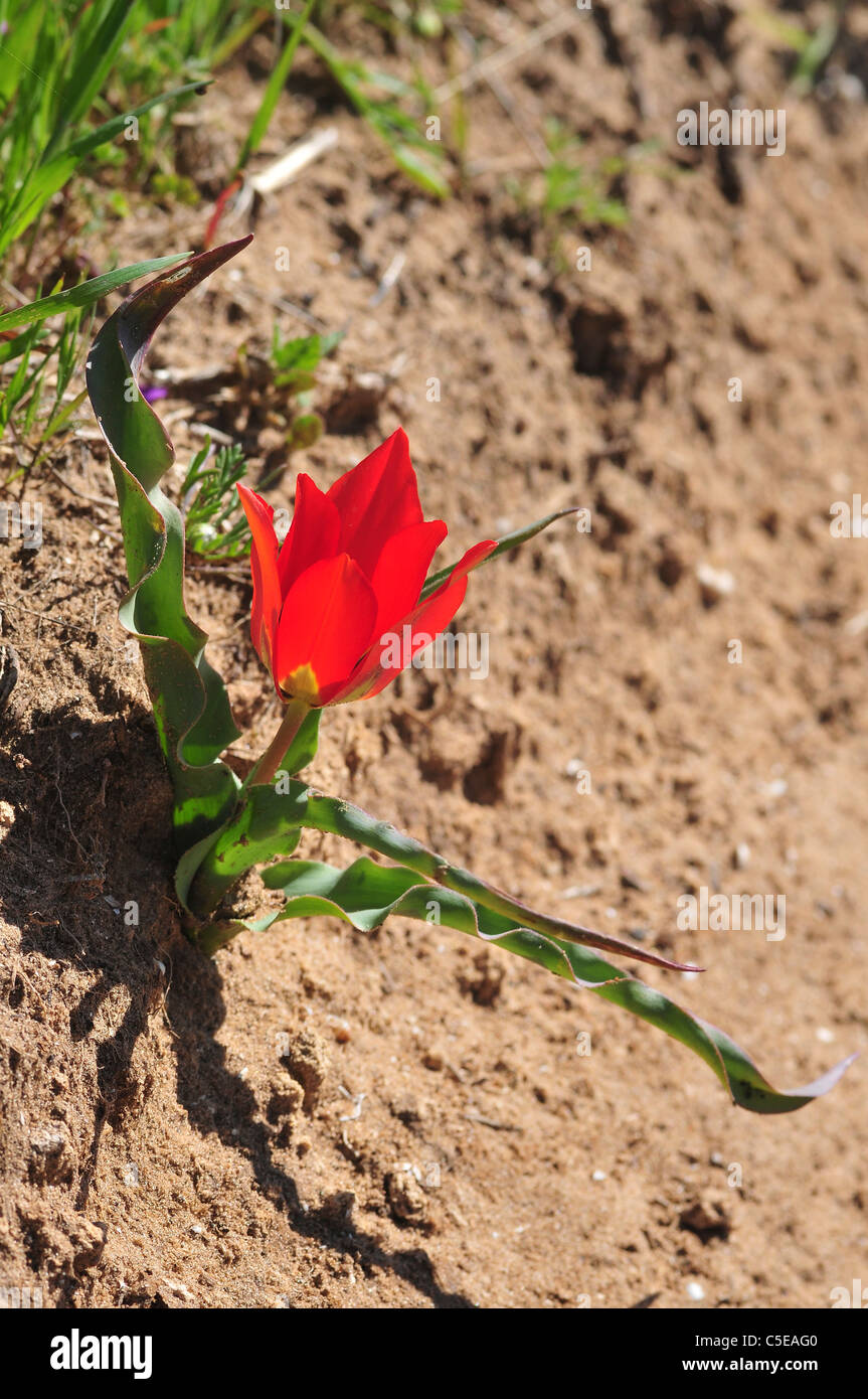 Israel sharon nature hi-res stock photography and images - Alamy
