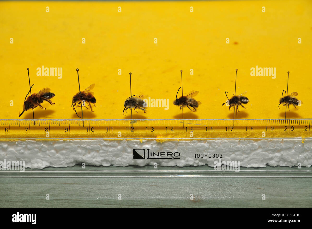 Insect collection hi-res stock photography and images - Alamy