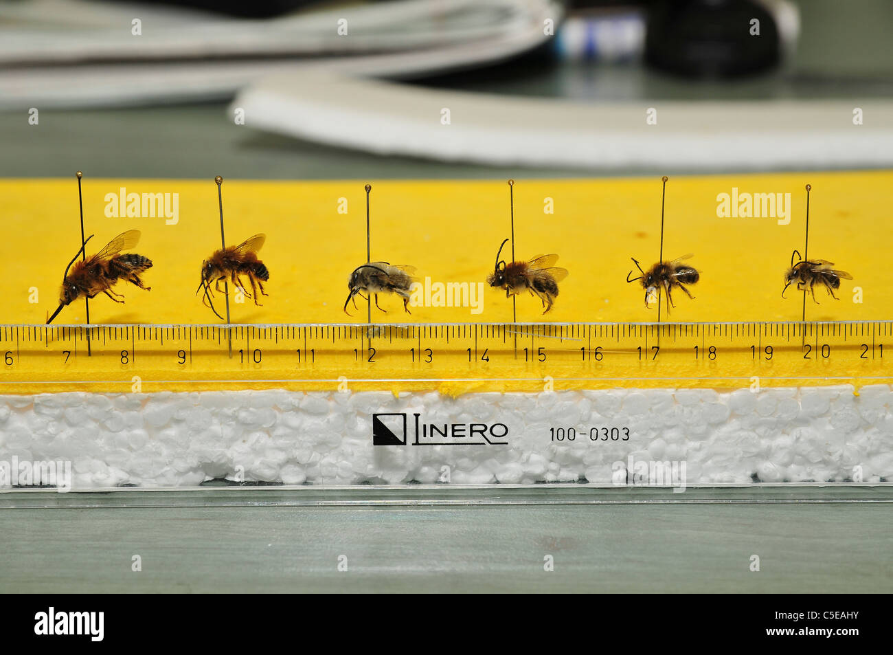 wild bee collection Stock Photo - Alamy