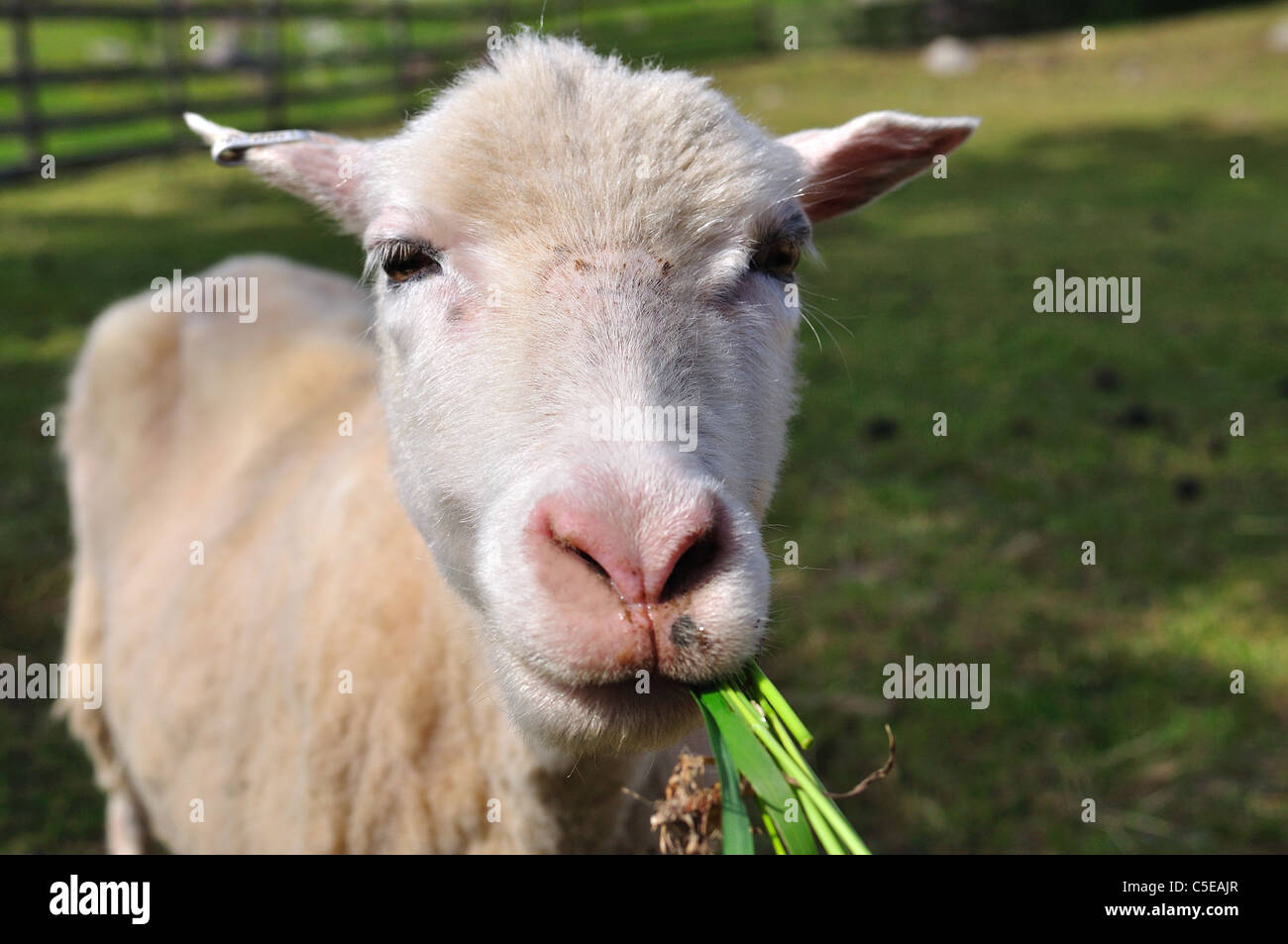 Eat a grass hi-res stock photography and images - Alamy