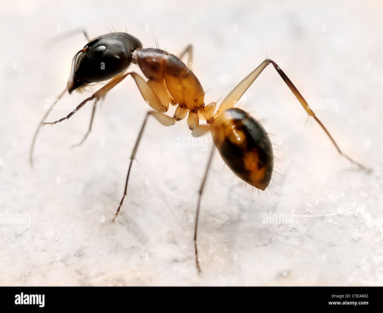 Ant tropical hi-res stock photography and images - Alamy