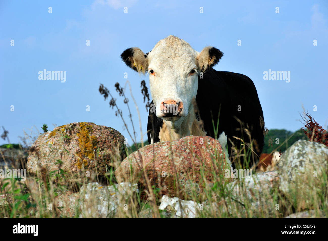 Cow And Calf Stones High Resolution Stock Photography and Images - Alamy