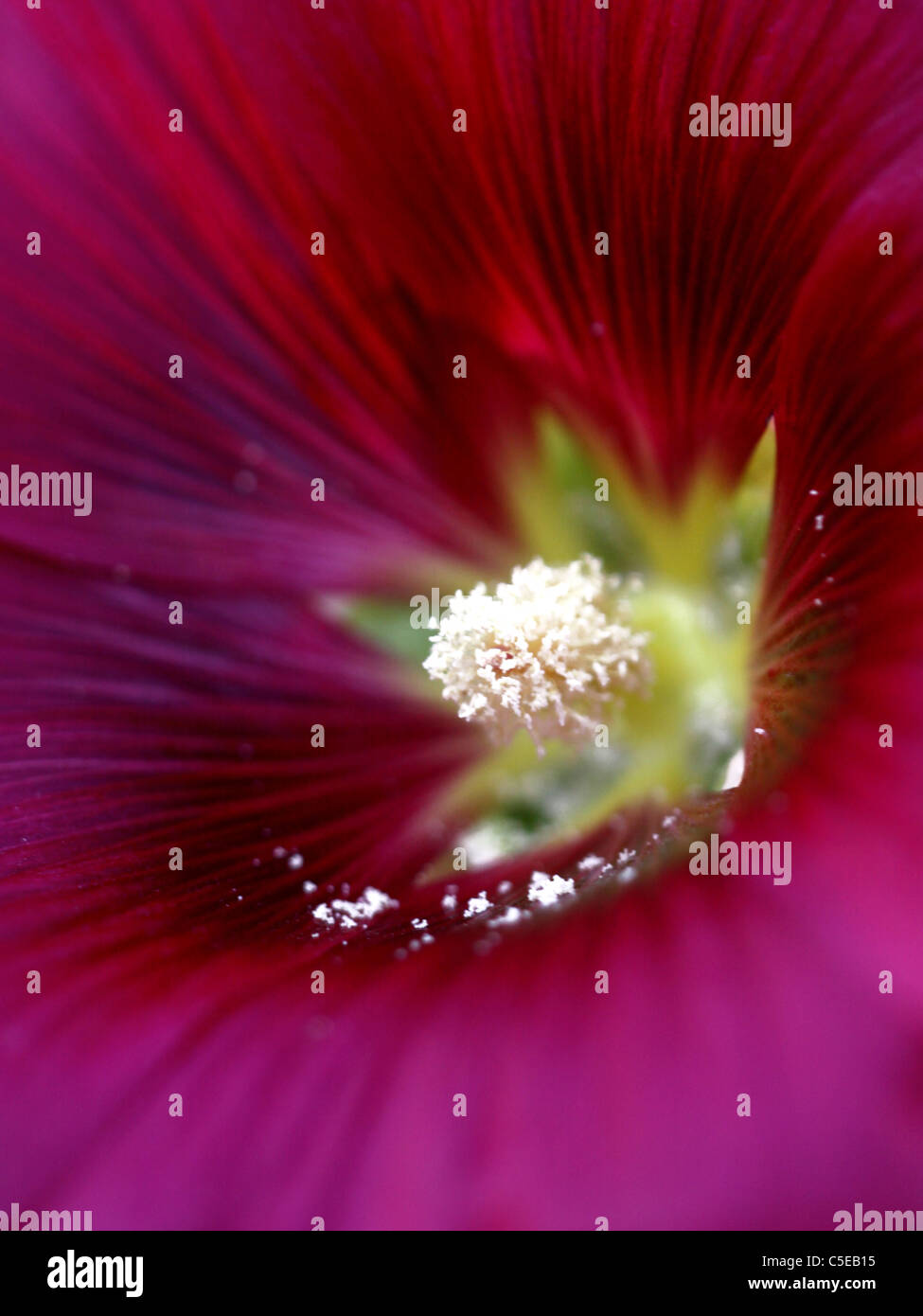 flowers of Egypt taken in different places in the country Stock Photo ...