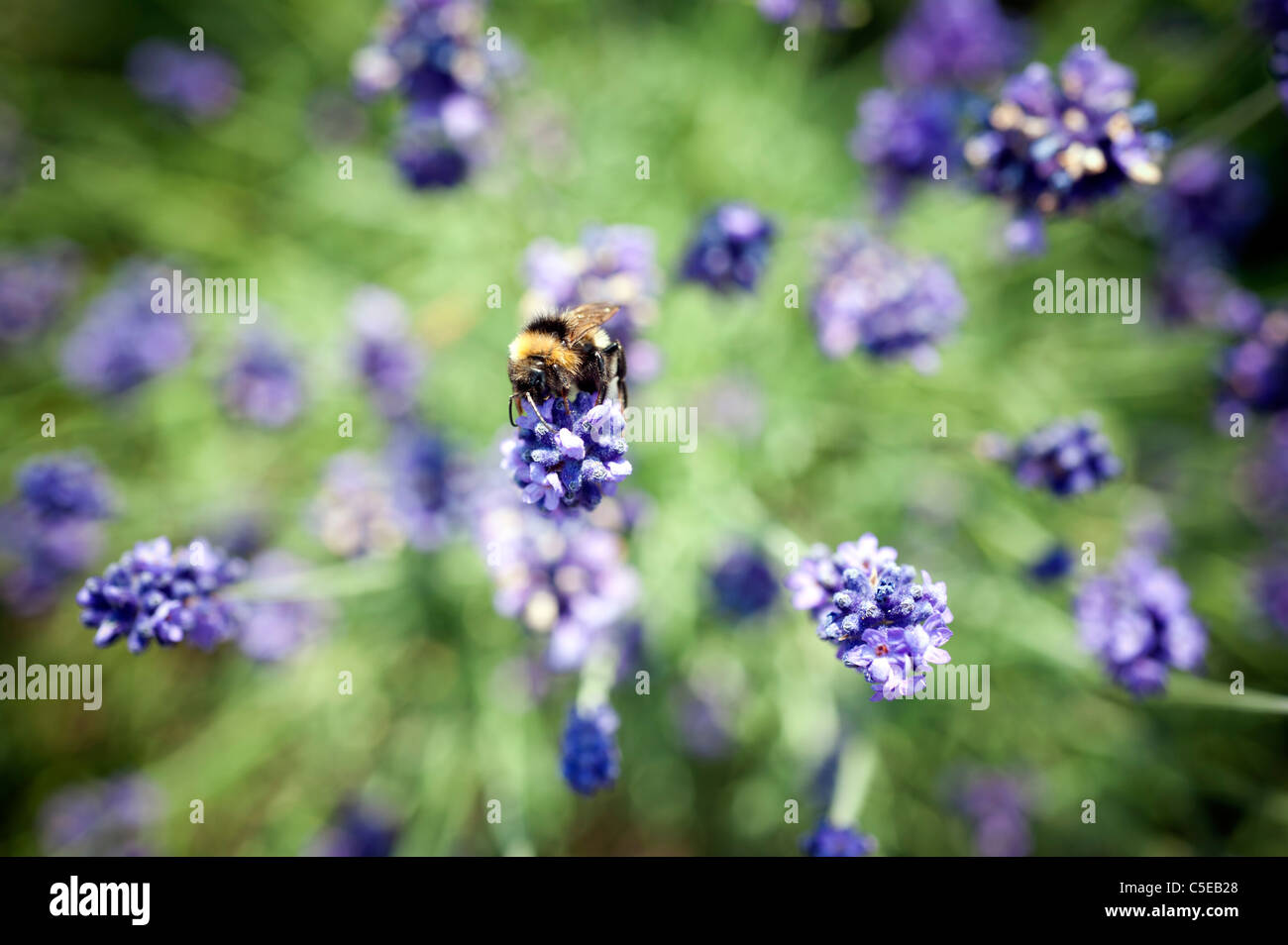 Bee pollinating Lavender Stock Photo - Alamy