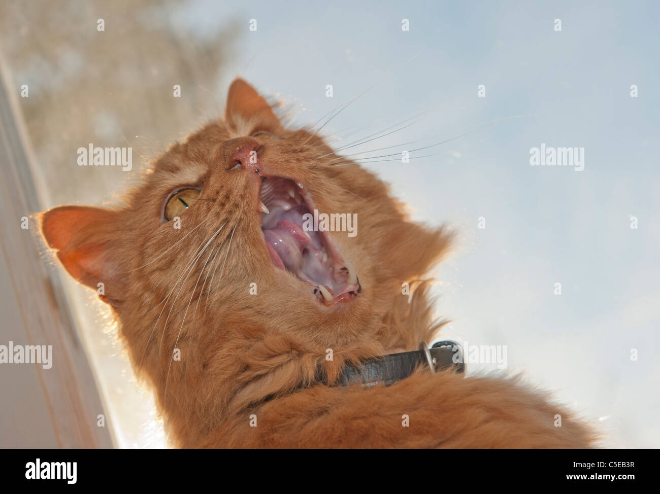 Cat yawning hi-res stock photography and images - Alamy