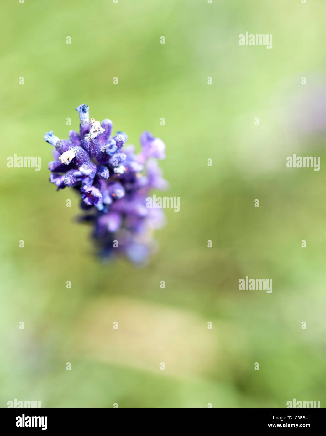 Close up of Lavender plant Stock Photo - Alamy