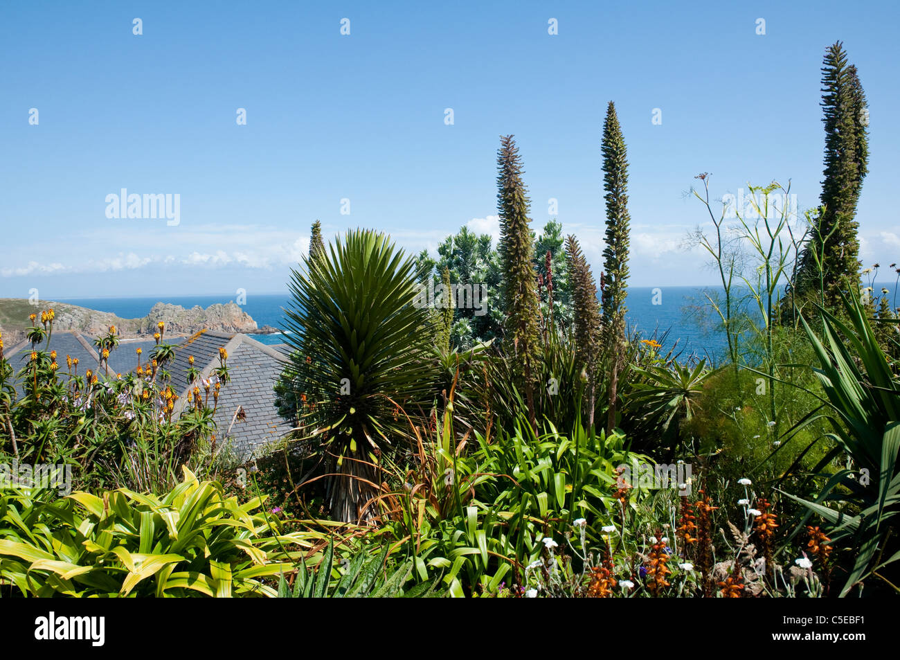 Exotic planting in the garden at The Minack Theatre, and with distant ...