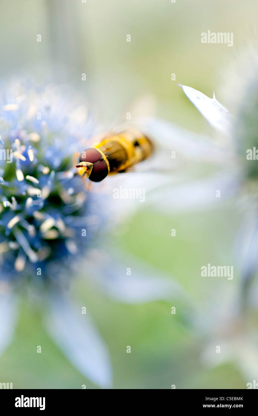 Bee on Sea Holly Stock Photo - Alamy