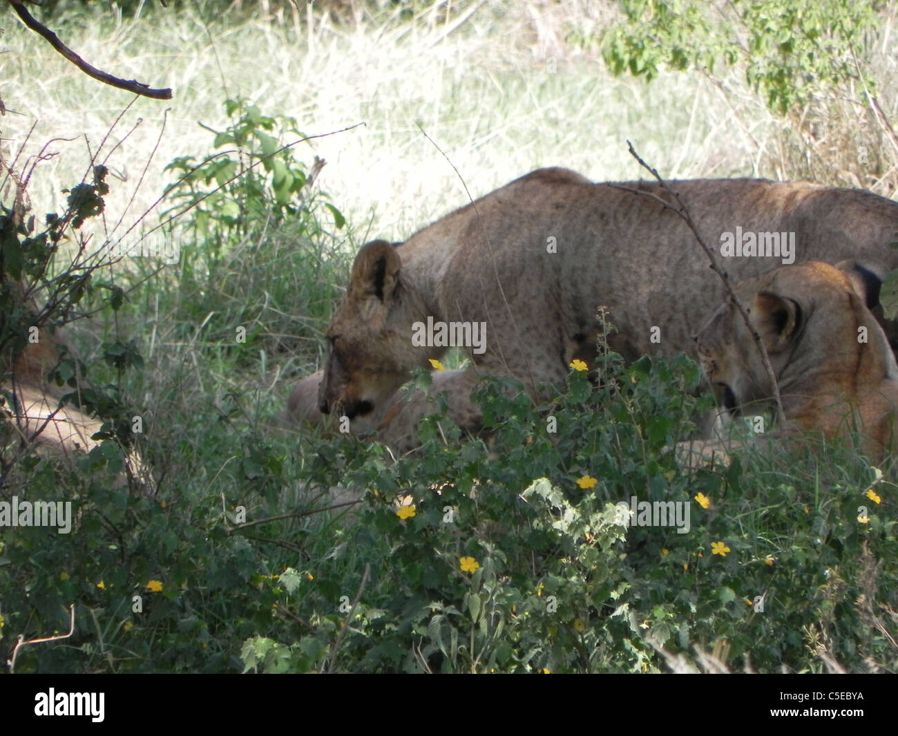 Lion getting up in Lake Nakuru, Kenya Stock Photo - Alamy