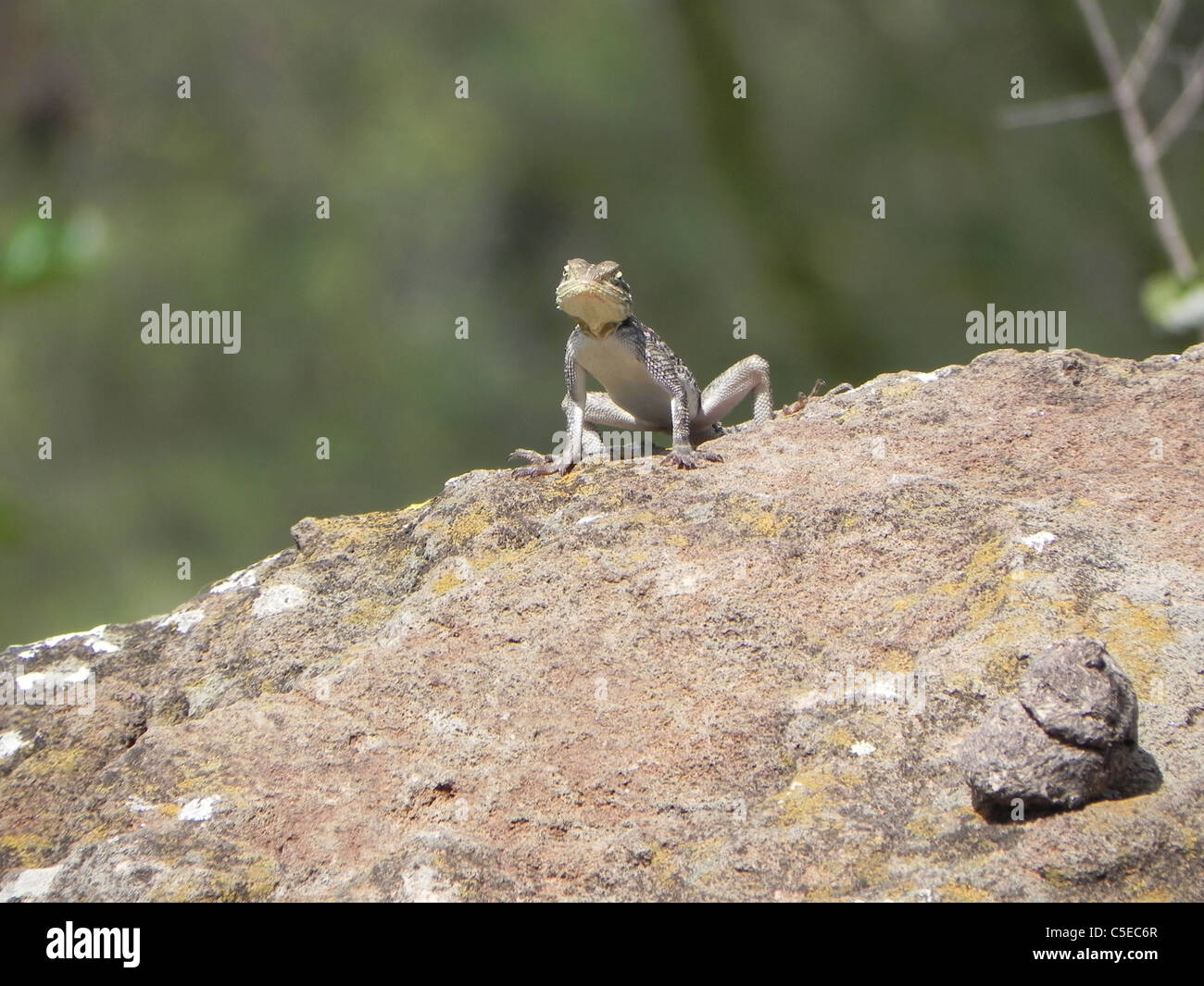 Gecko in Lake Nakuru, Kenya Stock Photo - Alamy