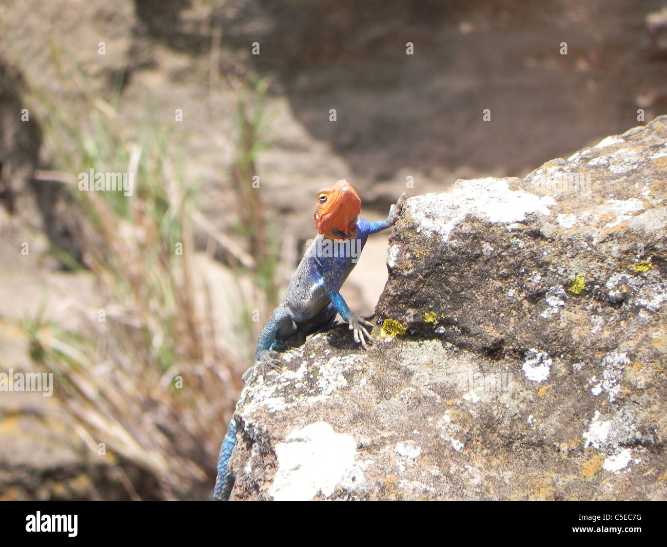 Red Headed Gecko in Lake Nakuru Stock Photo - Alamy