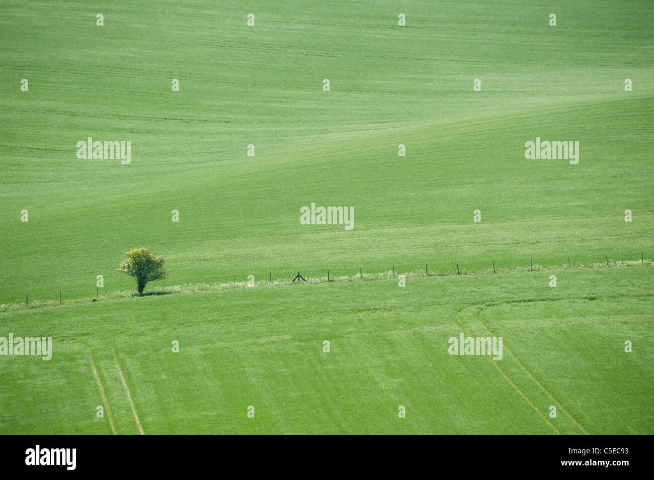 Rolling landscape of green fields, with tree and fence Stock Photo - Alamy