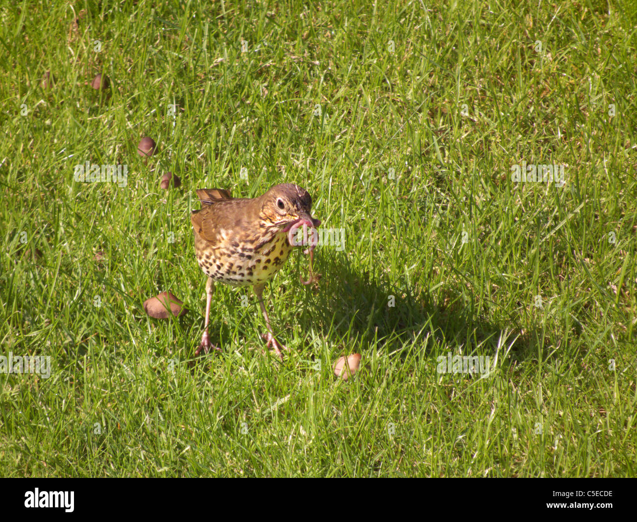 Song thrush in Hertfordshire garden, collecting worms for young Stock ...