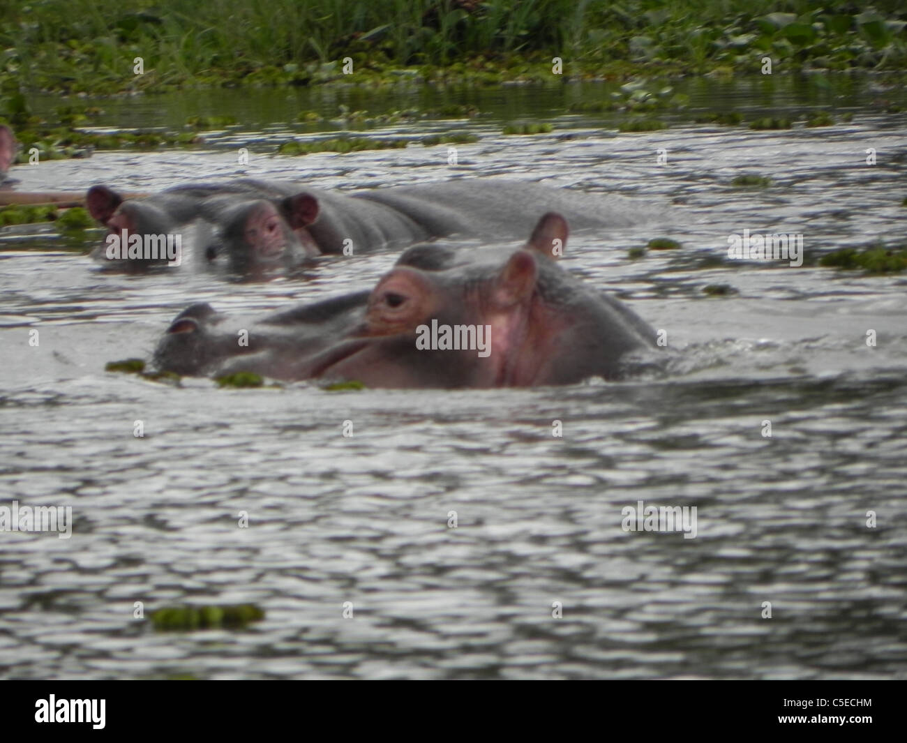 Hippos in Lake Nakuru Kenya Stock Photo - Alamy