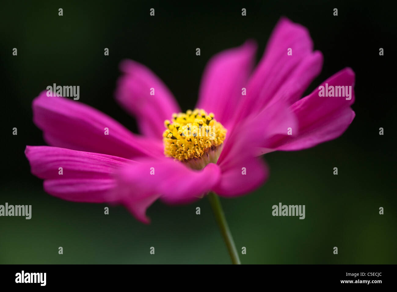 A single vibrant pink Cosmos sonata flower Stock Photo - Alamy