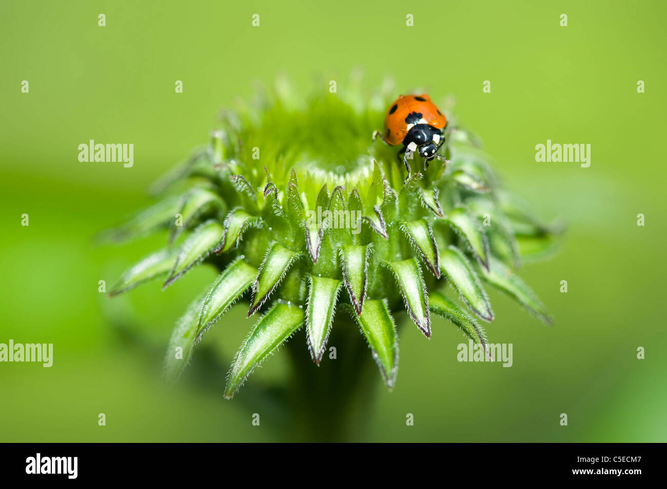 Ladybird habitat hi-res stock photography and images - Alamy