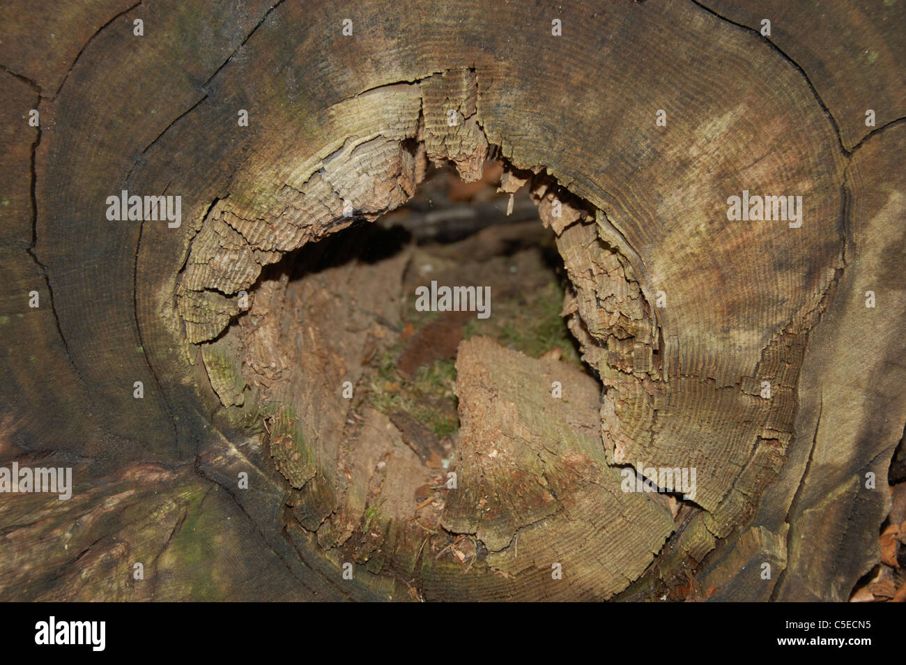 Log way hi-res stock photography and images - Alamy