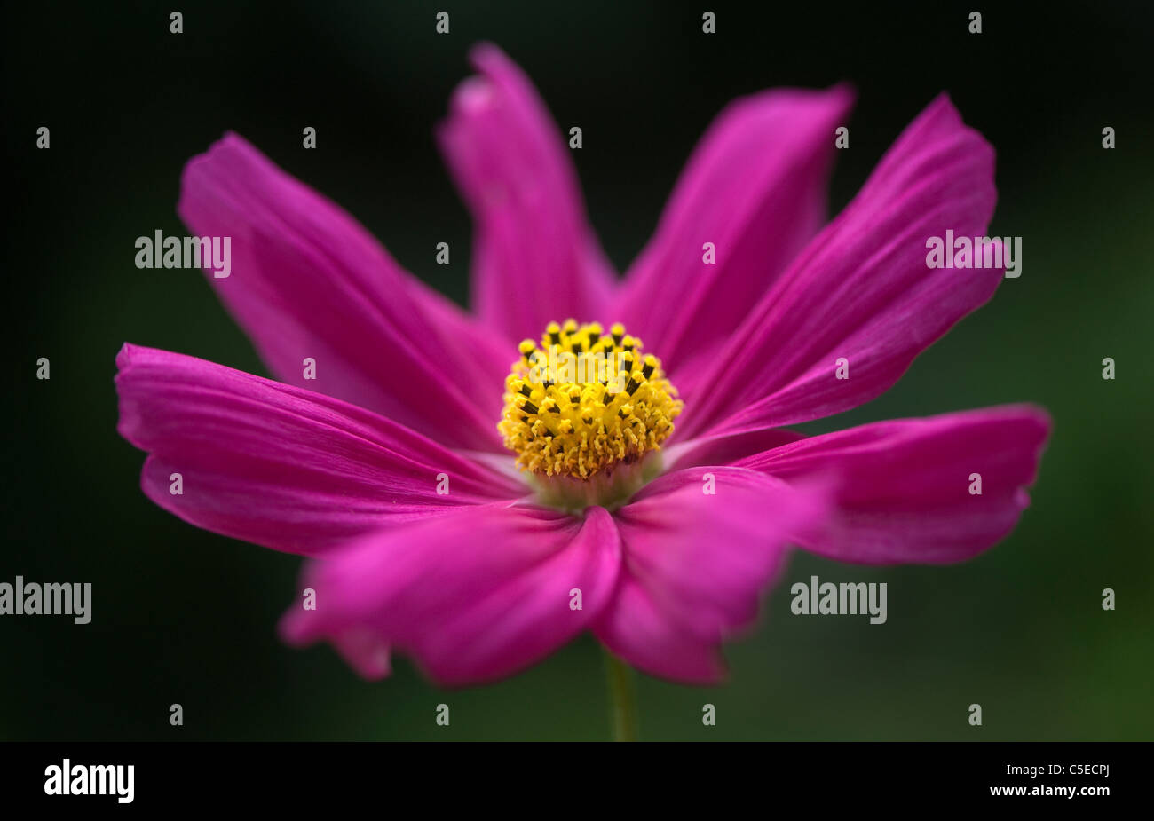 A single vibrant pink Cosmos sonata flower Stock Photo - Alamy