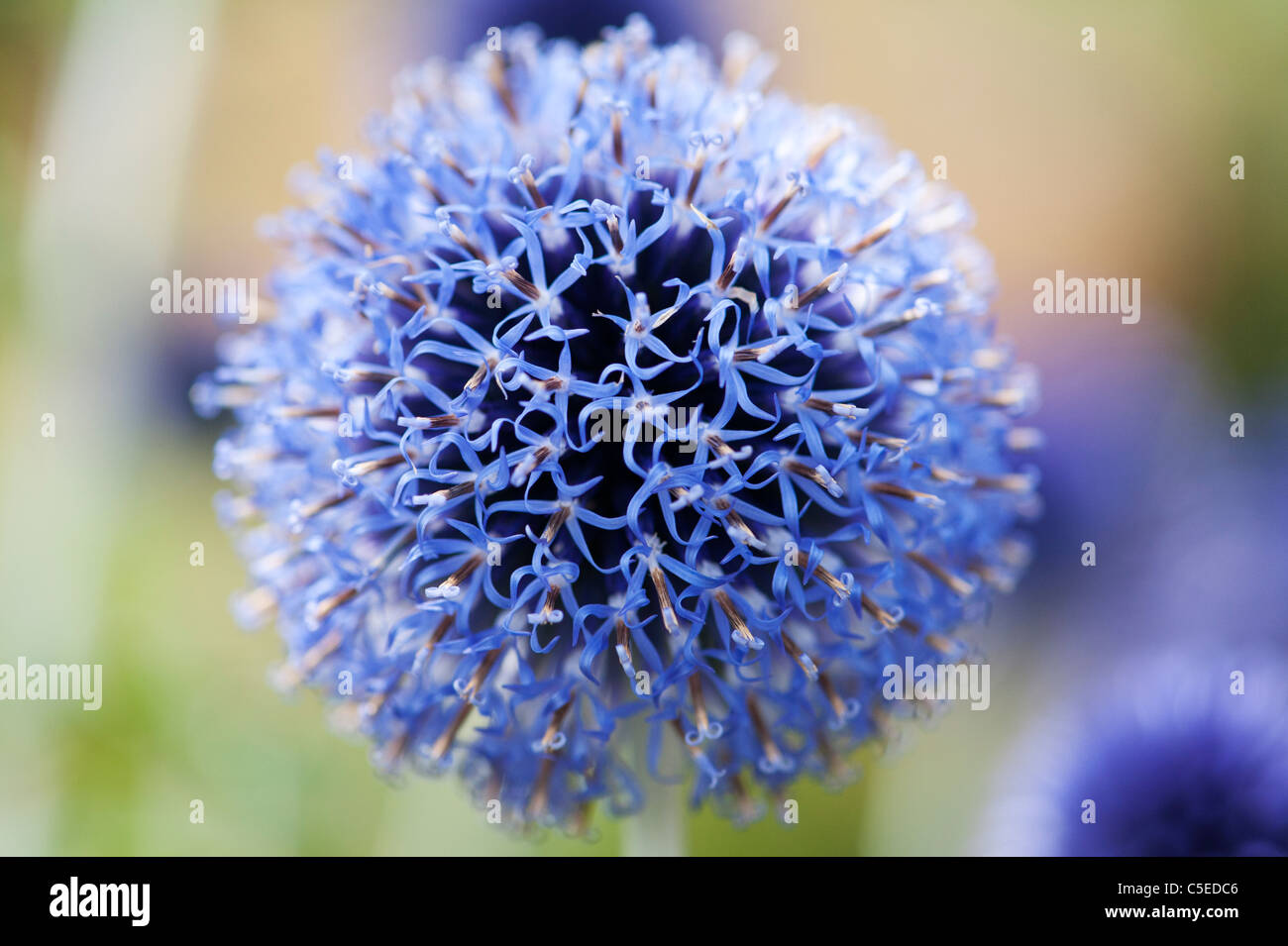 Echinops ritro veitchs. Globe thistle flowers in an English garden ...