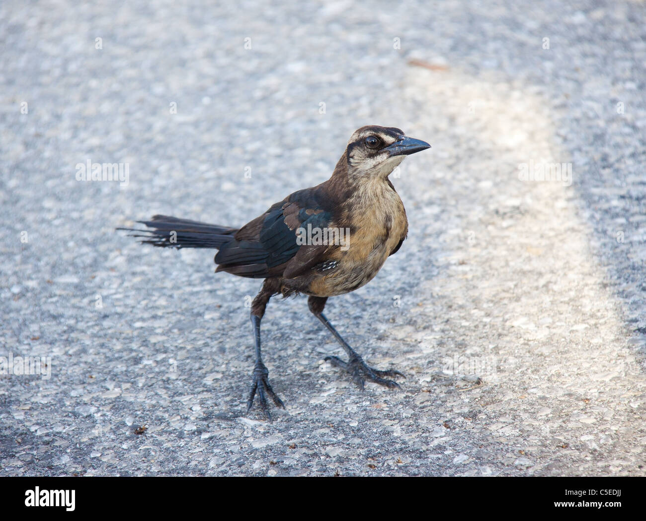 Juvenile Grackle eyes a potential food source Stock Photo - Alamy